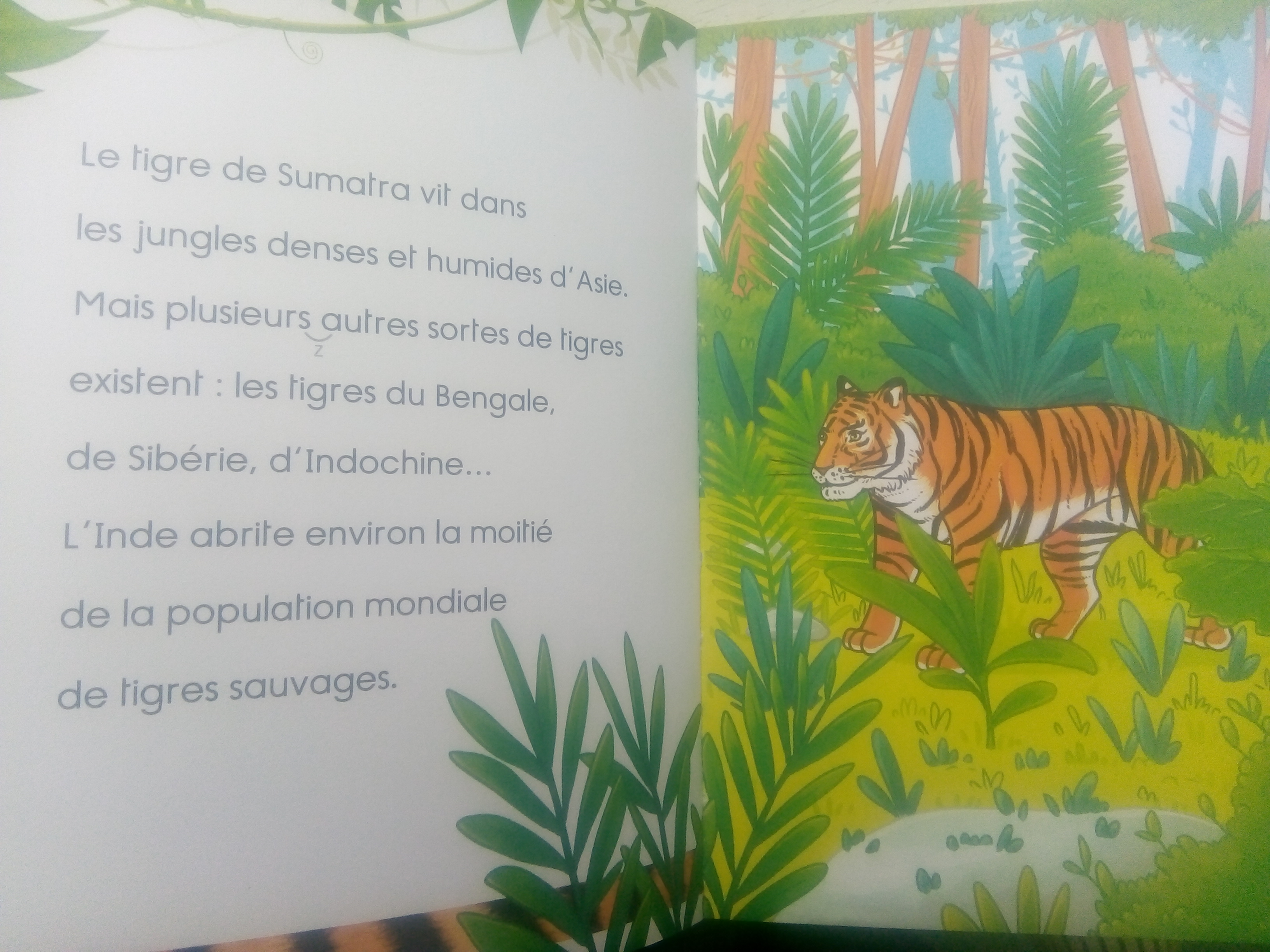 Des livres idéaux pour les apprentis lecteurs (niveau CE1)