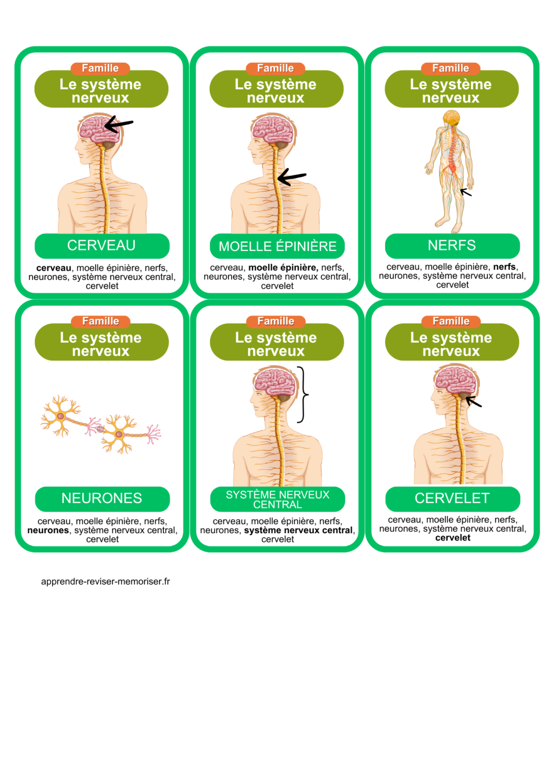 Un jeu de sciences pour le cycle 3 : les 7 familles du corps humain